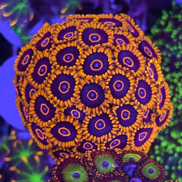 Red Hornet Mini Colony! 30 Polyps – Lazy's Coral House