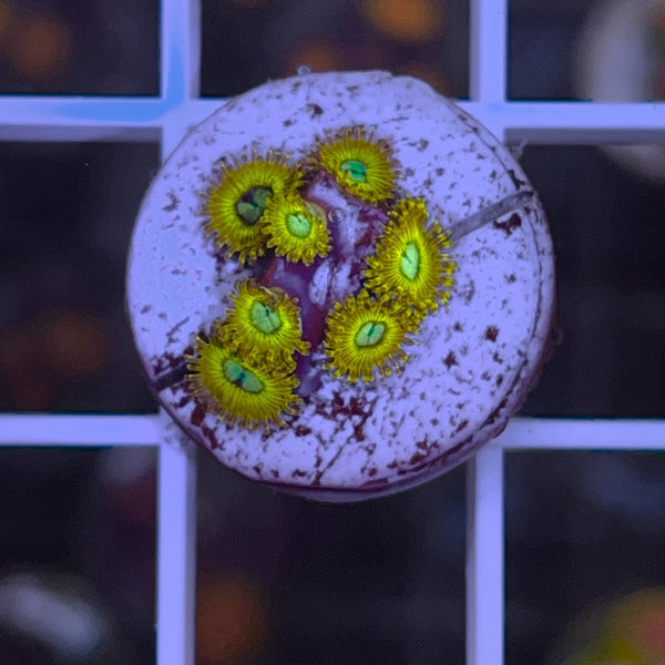 Pikachu Zoas (7 polyps) – Lazy's Coral House