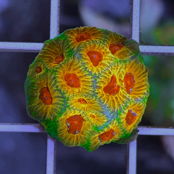 Fascination Favia Coral – Lazy's Coral House