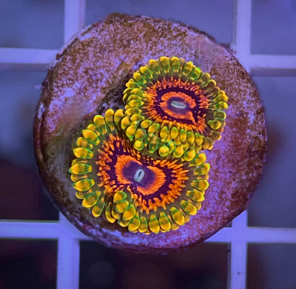 GMK - Grandmaster Krakatoas Zoas (2 polyps) – Lazy's Coral House