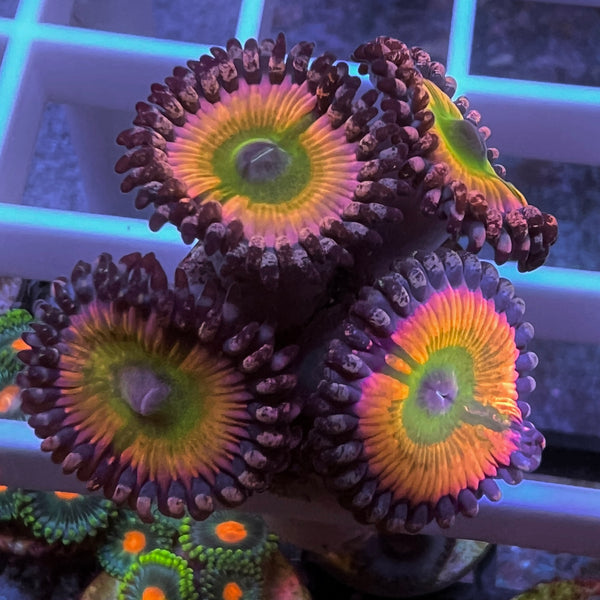 Orange Rainbow 🌈 -B1 – Lazy's Coral House