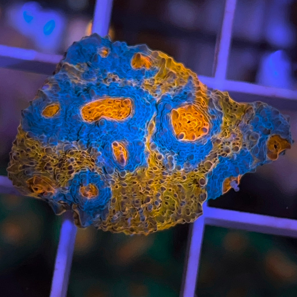 Goku Chalice - F1 – Lazy's Coral House