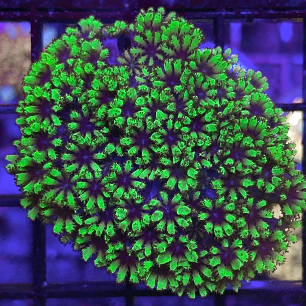 Atomic Blue/Green Sympodium – Lazy's Coral House